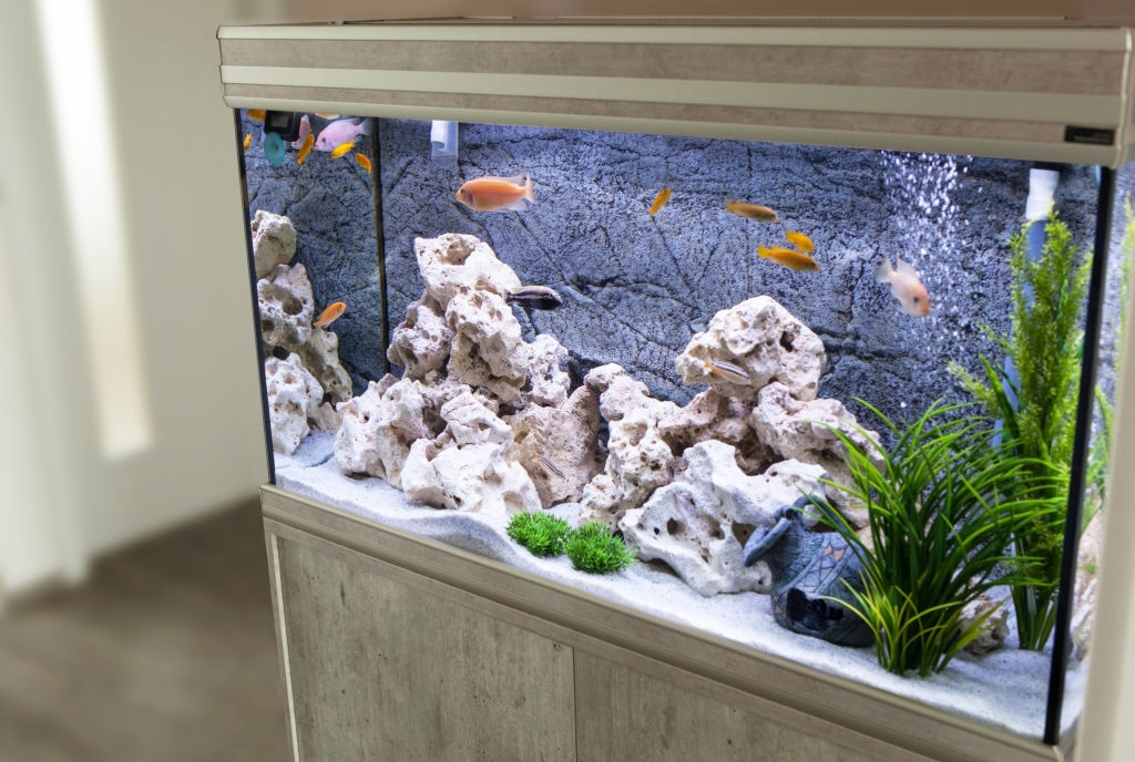 Acrylic vs Glass Aquarium: A Deep Comparison - Glass Genius