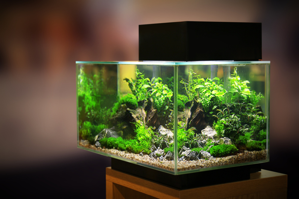 Acrylic vs Glass Aquarium: A Deep Comparison - Glass Genius