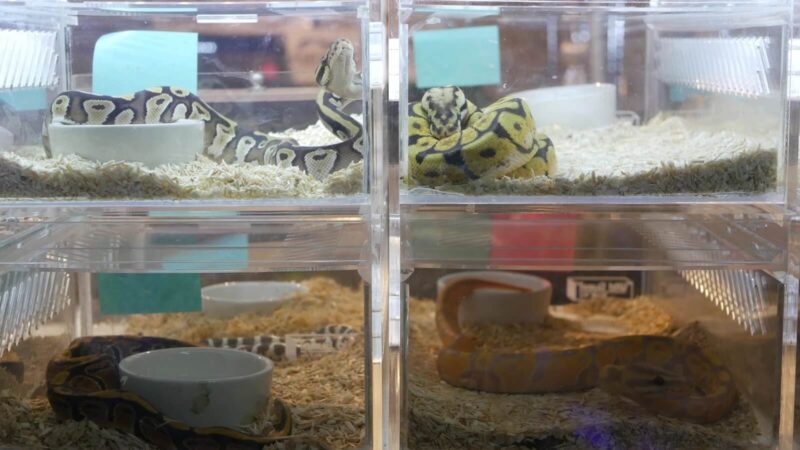 How to Build a Reptile Cage with Plexiglass?